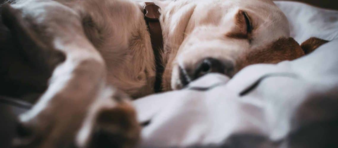 Cancer chez le chien → Assurance des Animaux